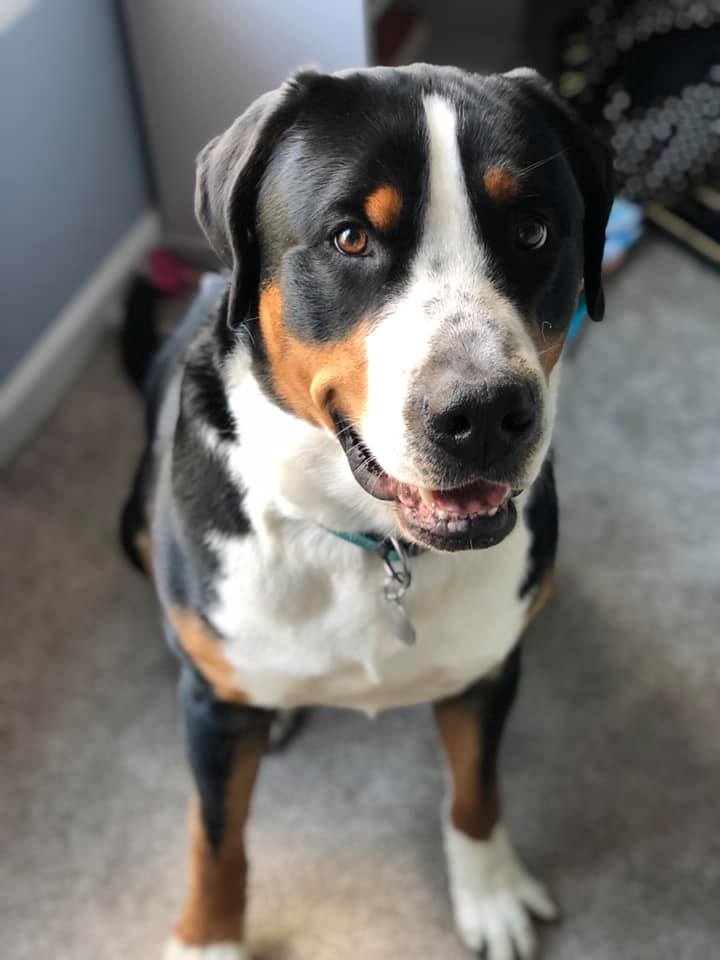 Caring For Your Swissy – Crown Kennels